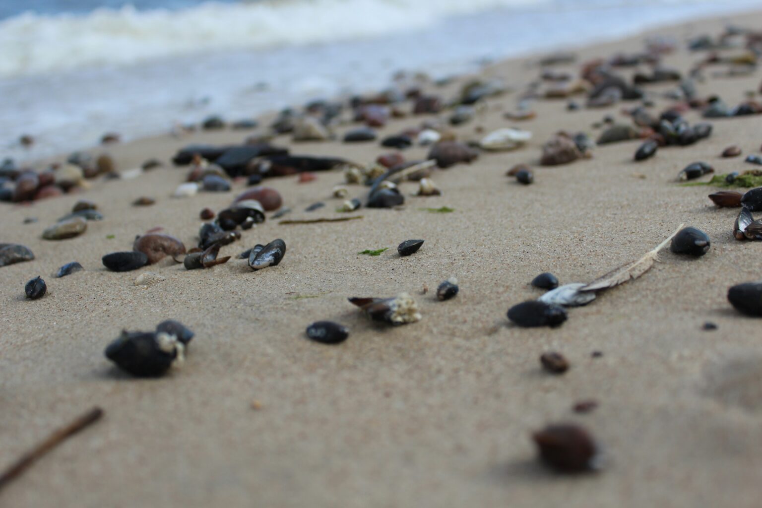 Roggeneieren en haaieneieren zoeken op het strand - Natuurspotters